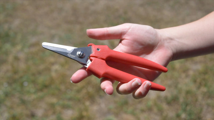 Clauss 7.5" Cutter - Wire Cutting Notch - Clauss